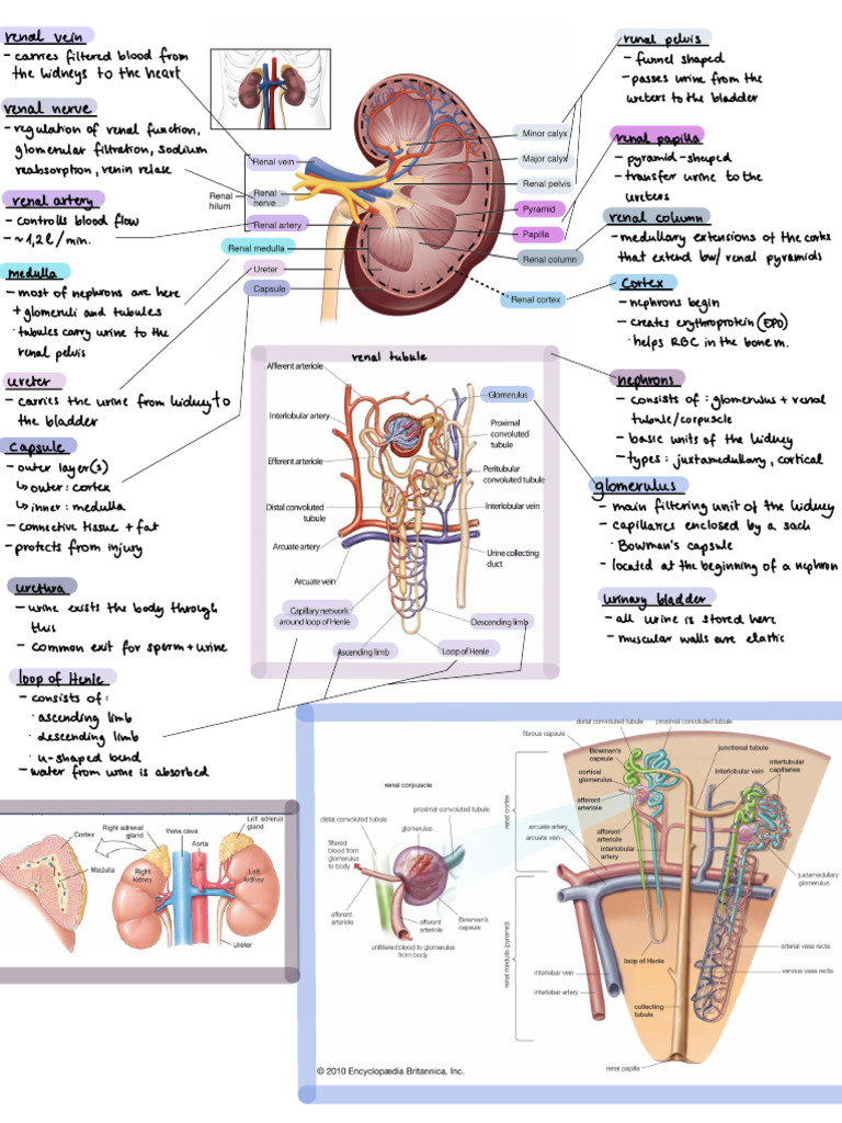 Excretory System | PDF | Kidney | Endocrine System