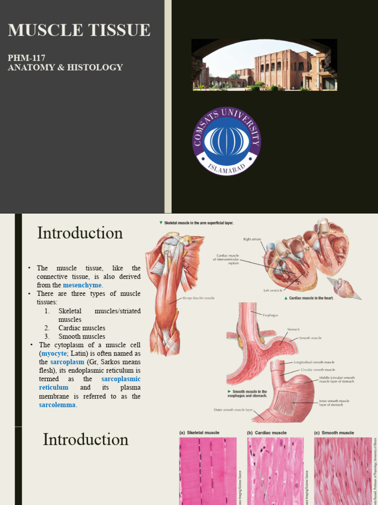 3D. Muscle Tissue | PDF | Muscle Contraction | Skeletal Muscle