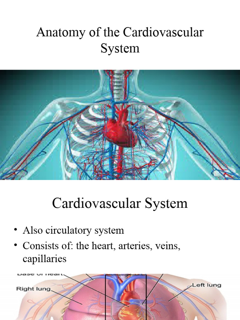 Anatomy of The Cardiovascular System | PDF | Coronary Circulation | Heart