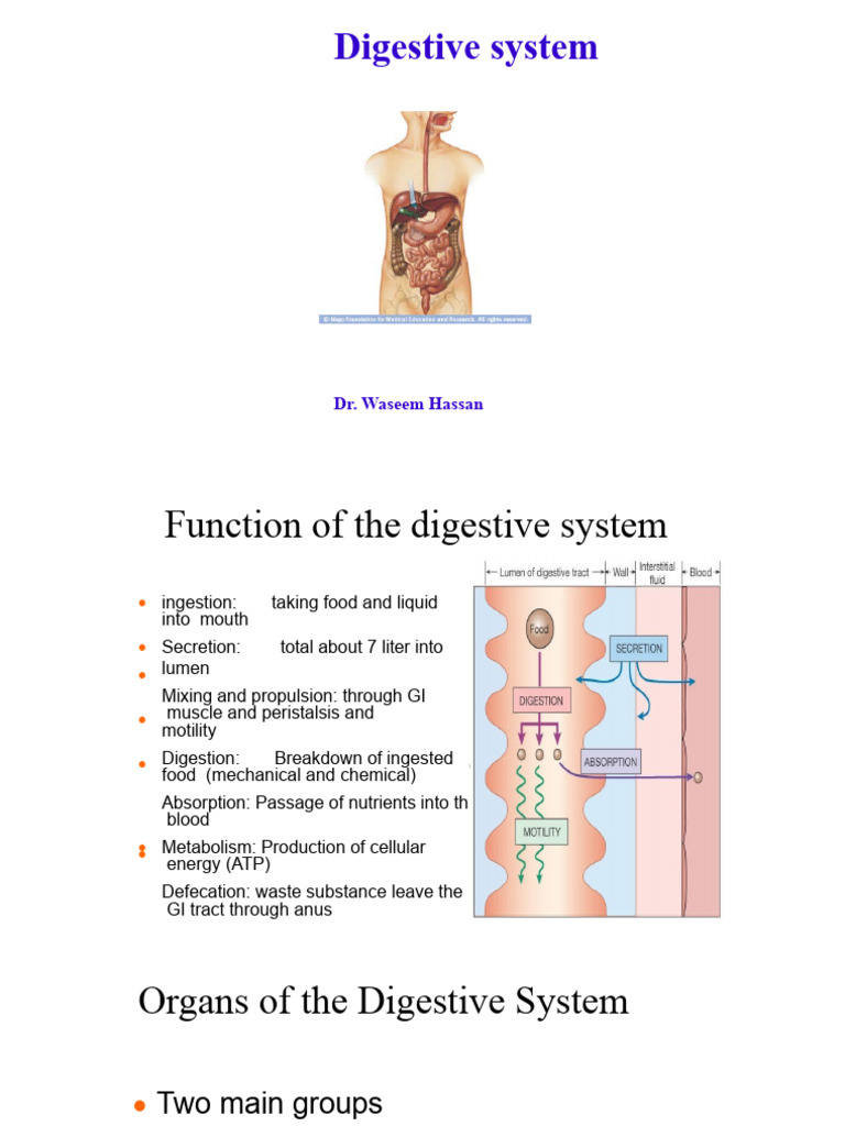 Digestive System 1 | PDF | Stomach | Peritoneum