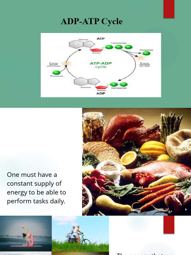 Understanding the ADP-ATP Cycle | PDF | Adenosine Triphosphate ...