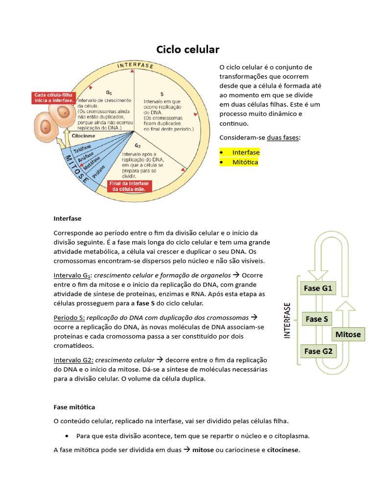 Entendendo o Ciclo Celular | PDF | Mitose | Célula (Biologia)