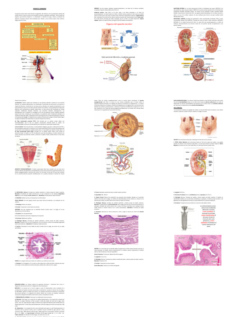 Aparato Urinario | PDF | Riñón | Sistema urinario