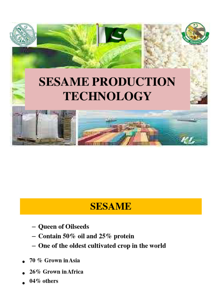 Sesame Cultivation Slides | PDF | Fat | Botany