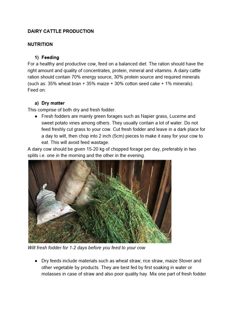 Dairy Cow Production Pdf Cattle Domesticated Animals