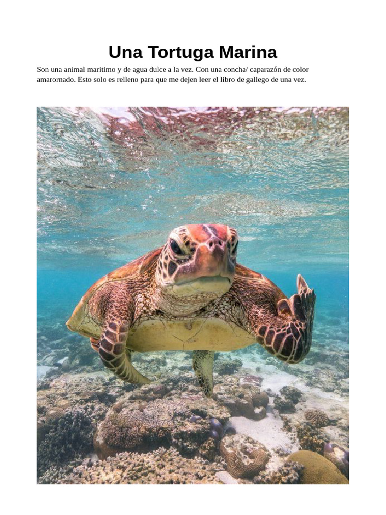 Presentación Sobre Tortuga | PDF