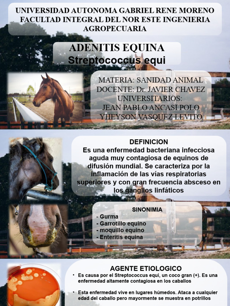 Adenitis Equina: Causas y Prevención | PDF | Especialidades Medicas ...