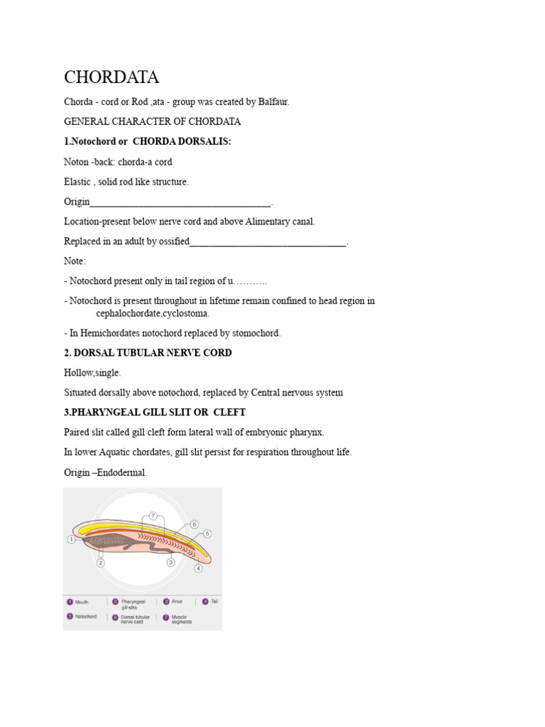 CHORDATA | PDF | Chordates | Vertebrates