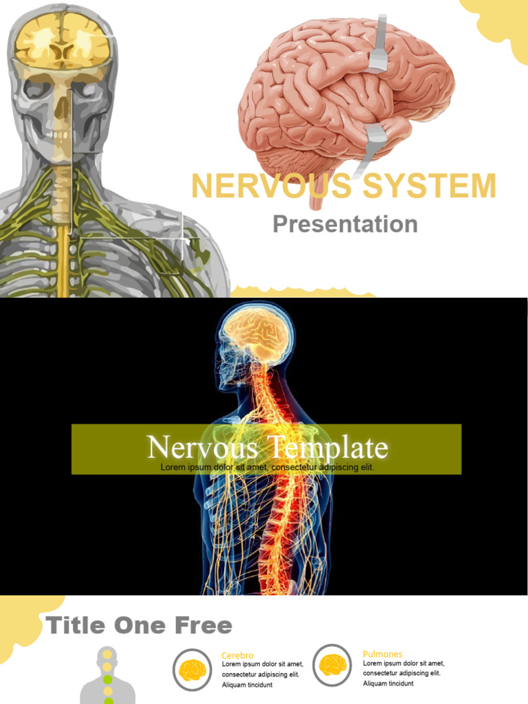 Plantilla de Powerpoint Sistema Nervioso | PDF | Visual System | Eye