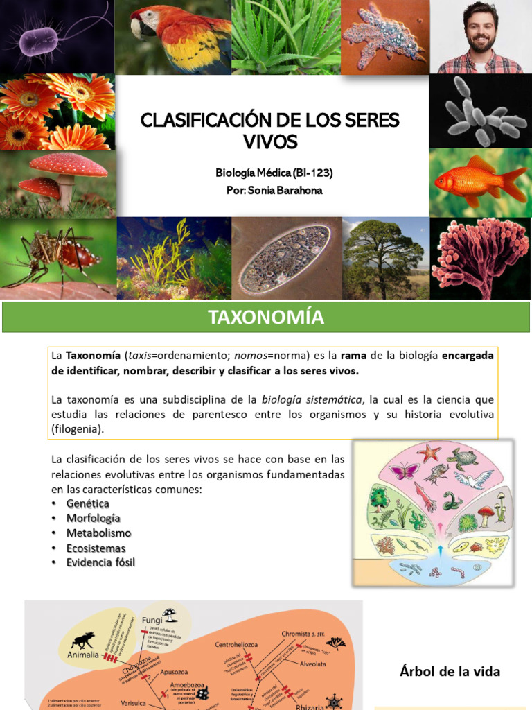 TEMA 2 Introducción A La CLASIFICACIÓN DE LOS SERES VIVOS | PDF ...