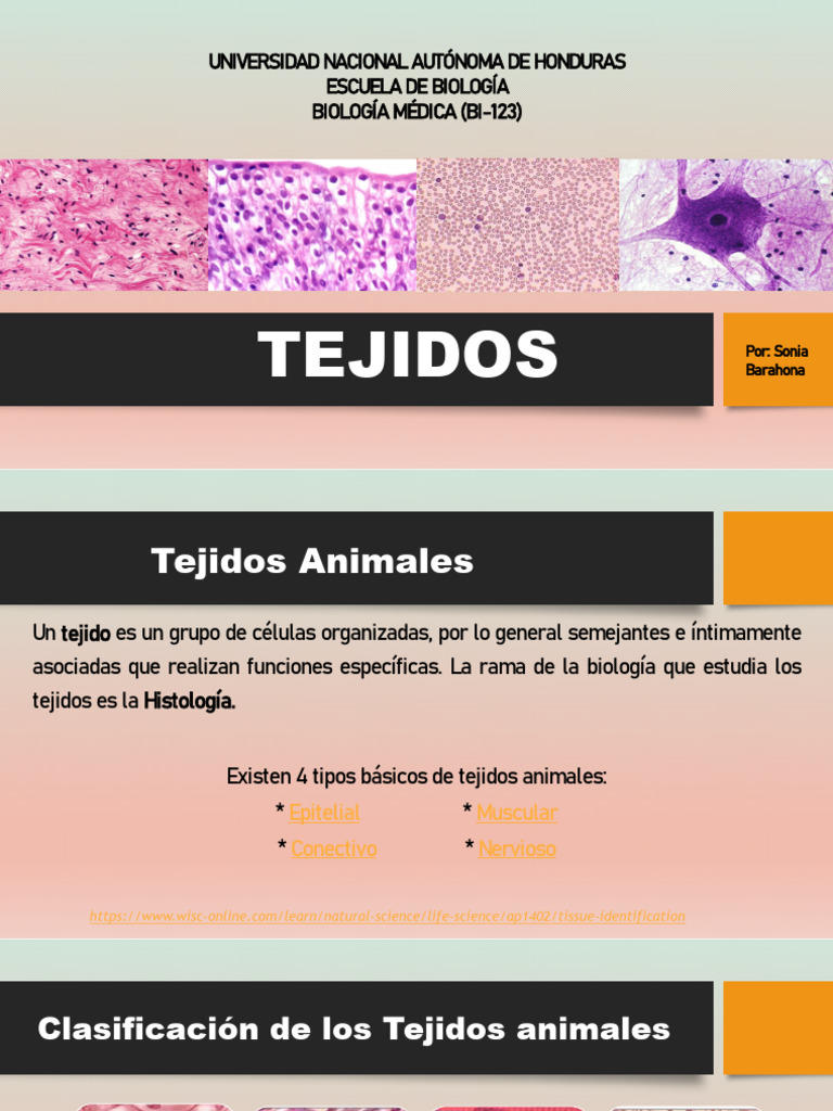 Tema 2 Tejidos | PDF | Epitelio | Neurona