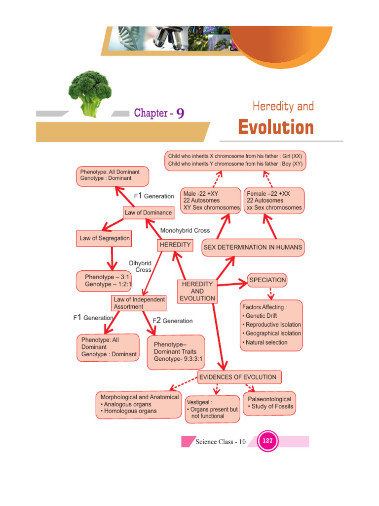 Ch-8 Heredity and Evokution | PDF | Dominance (Genetics) | Genotype
