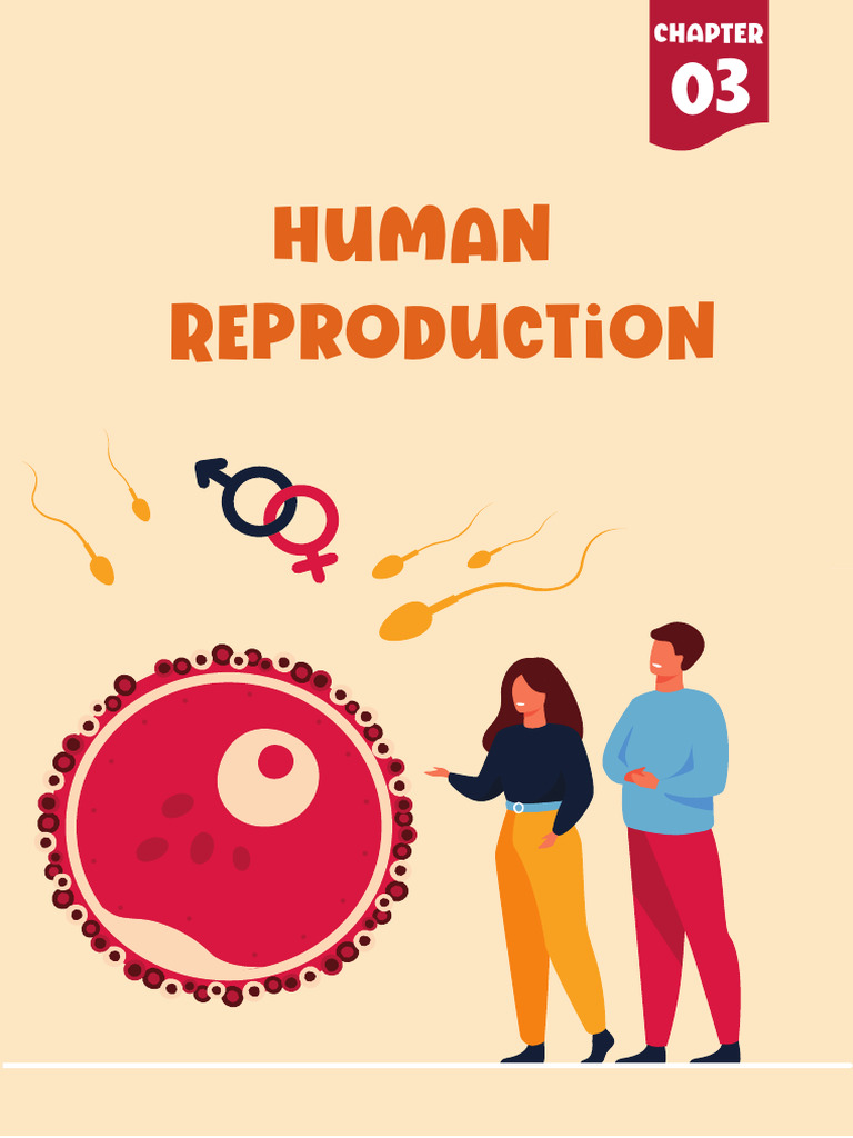 Human Reproduction | PDF | Menstrual Cycle | Testicle