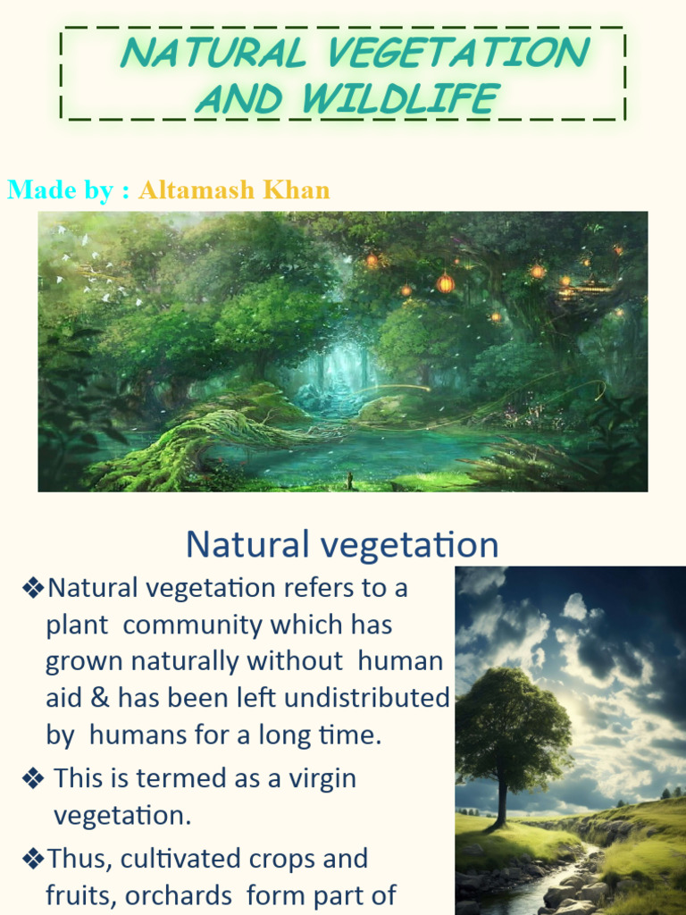 Natural Vegetation and Wildlife Overview | PDF | Forests | Trees