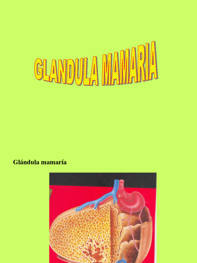 Anatomía y Función de la Glándula Mamaria | PDF | Morfología (biología ...