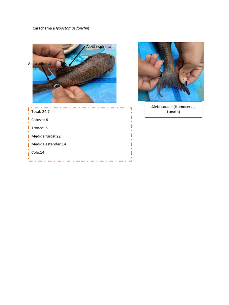 Características de Carachama Hypostomus | PDF