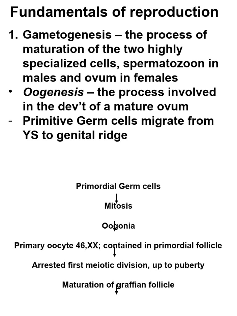 Fundamentals of Reproduction | PDF | Reproductive System | Animal Anatomy