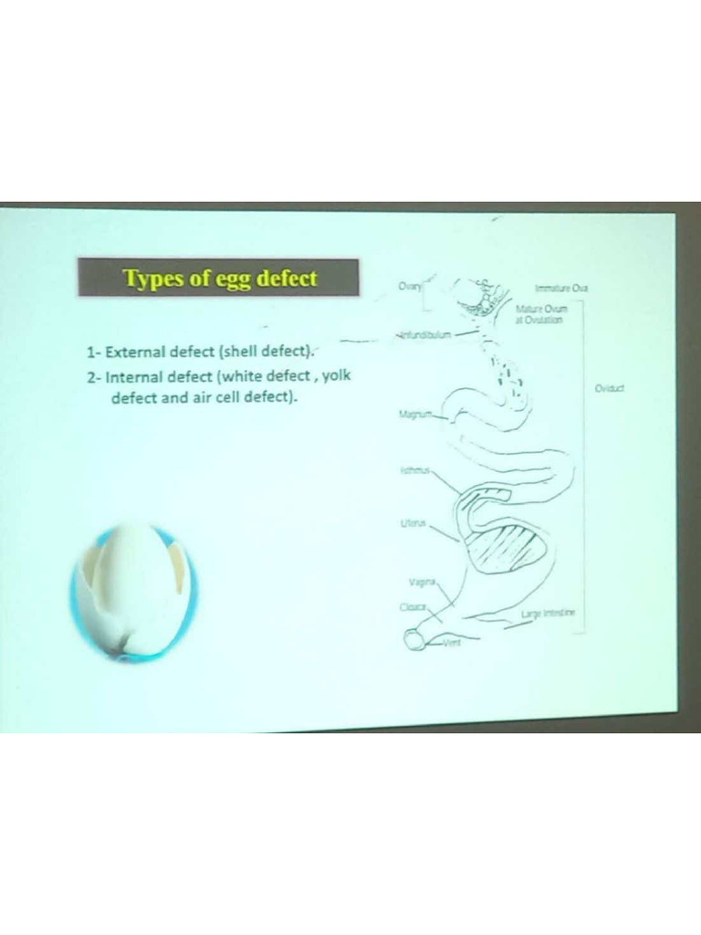 Types of Egg Defect | PDF