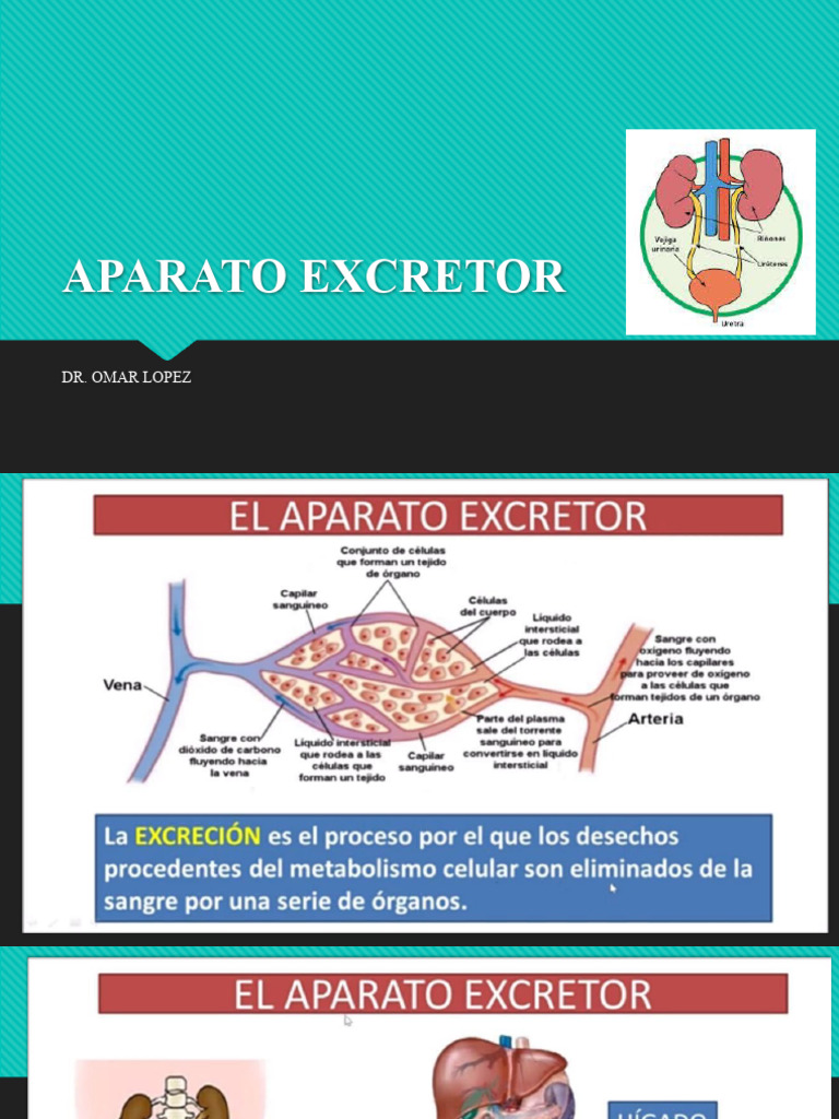 Aparato Excretor | PDF | Sistema urinario | Riñón