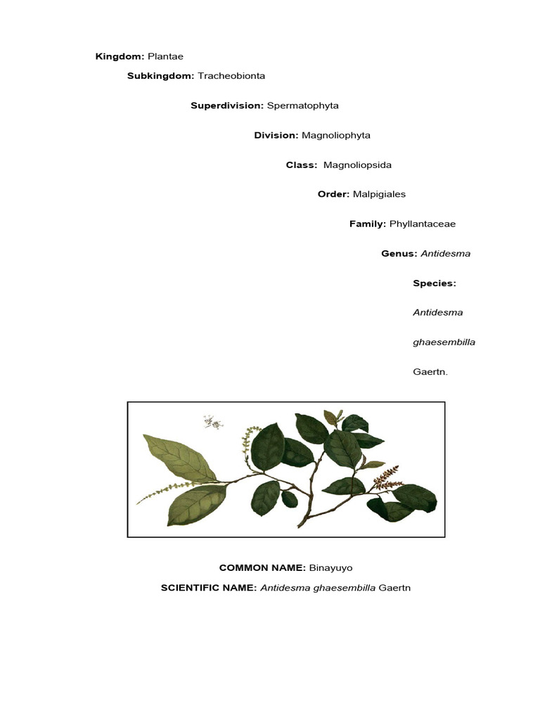 Binayuyo | PDF | Plants | Botany