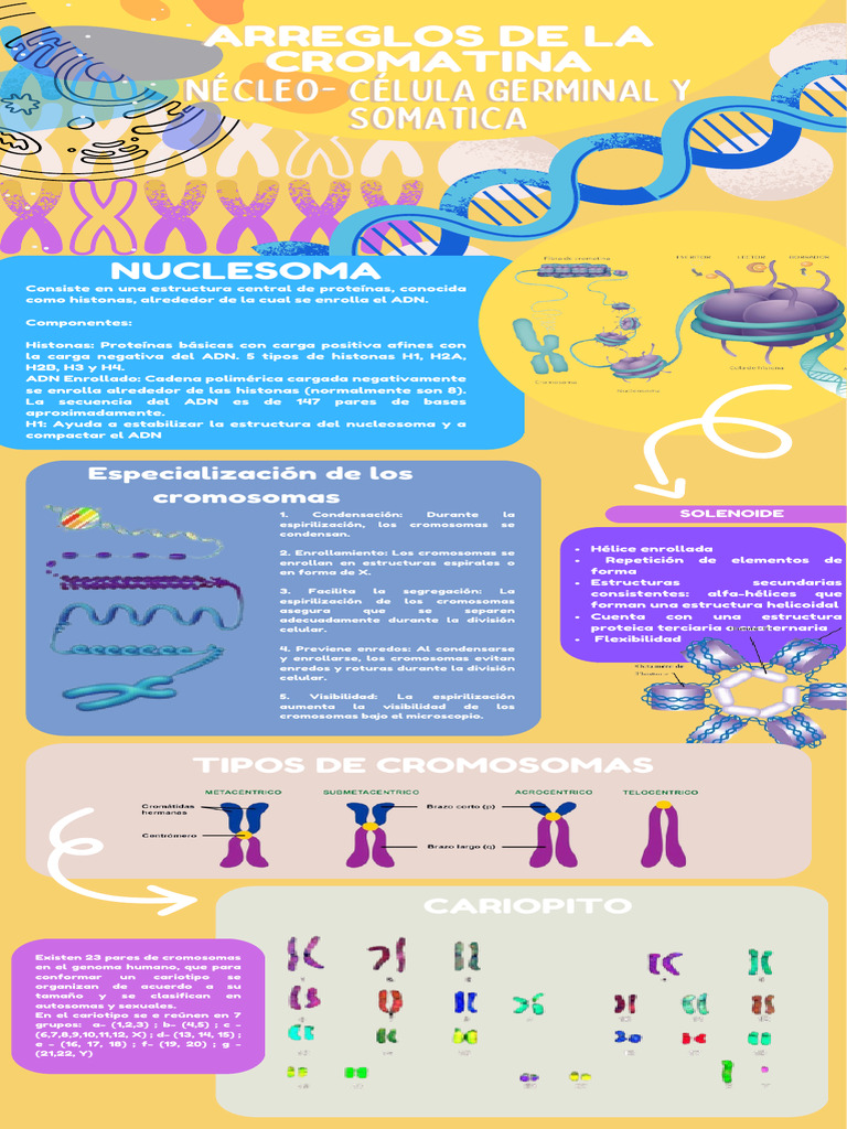 Infografia - Soi | PDF | Cromosoma | Nucleo celular