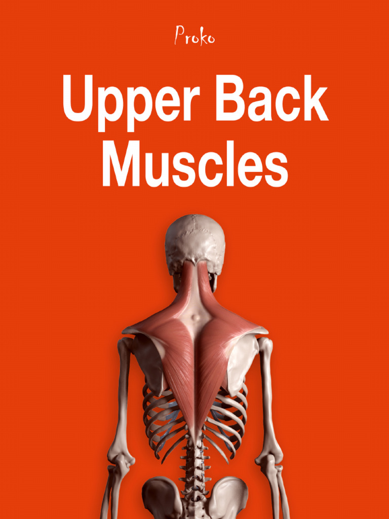 The Upper Back Muscles eBook | PDF