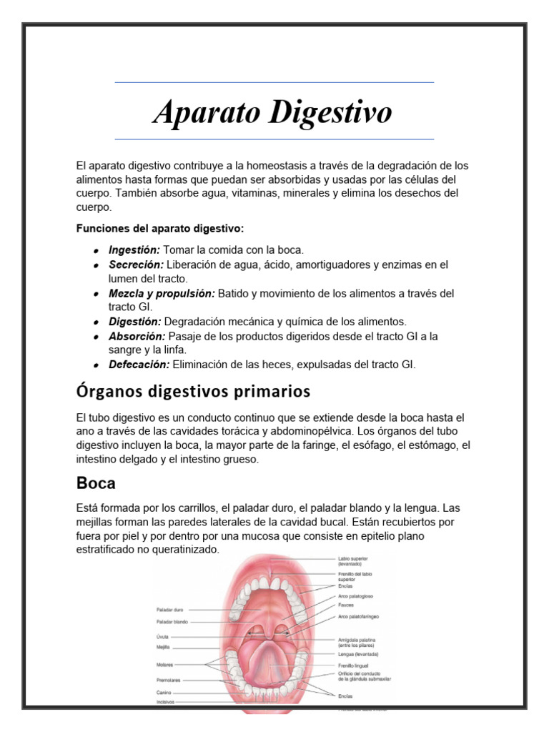 Resumen del Aparato Digestivo | PDF | Sistema digestivo humano | Digestión