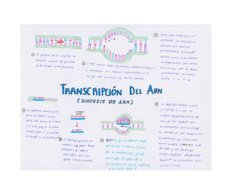 Transcripción Del ADN | PDF