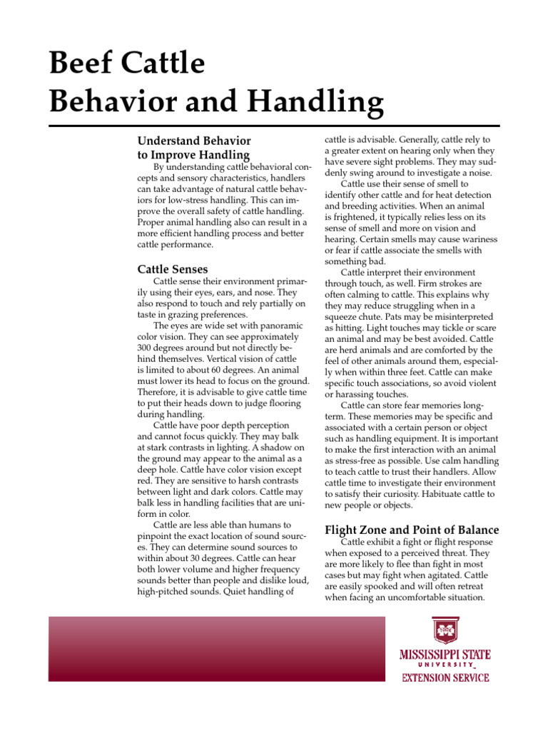 Beef Cattle Behavior and Handling | PDF | Cattle | Senses