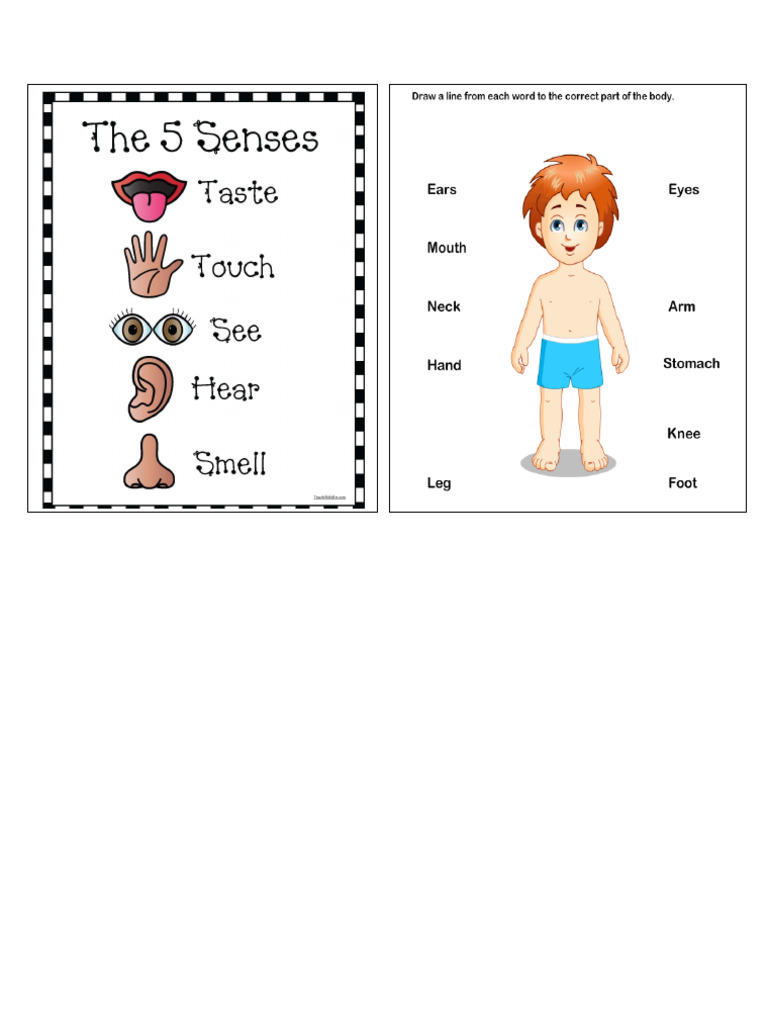 Body Parts and Senses | PDF