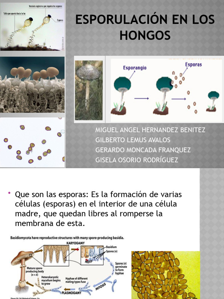 Esporulación en Los Hongos | PDF | Espora | Anatomía