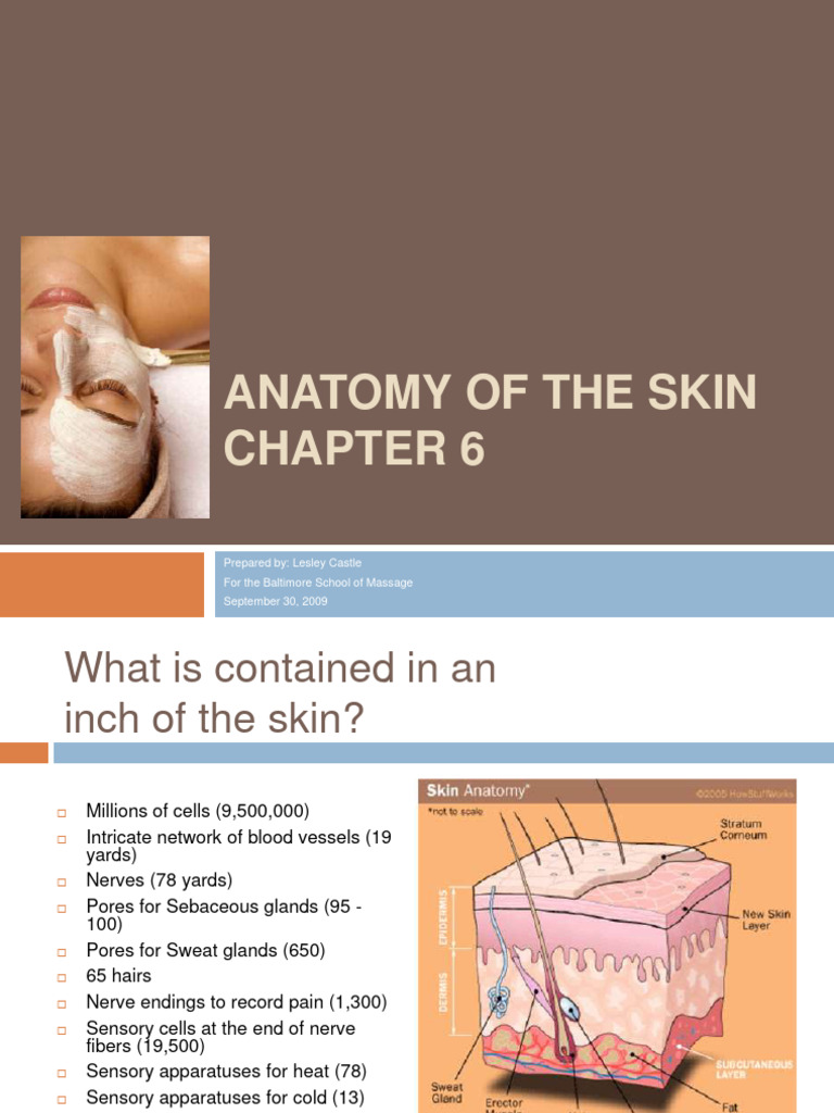 Anatomy of The Skin: Prepared By: Lesley Castle For The Baltimore ...