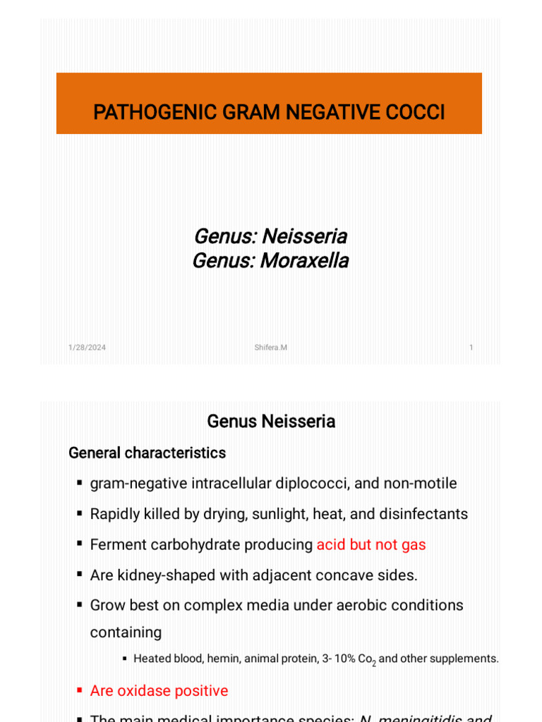 Pathogenic Gram Negative Coccii | PDF | Immunology | Medical Specialties