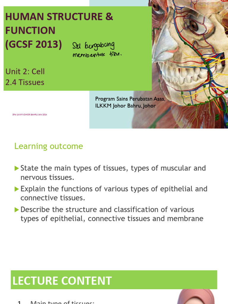 UNIT 2.4 Tissues | PDF | Epithelium | Connective Tissue