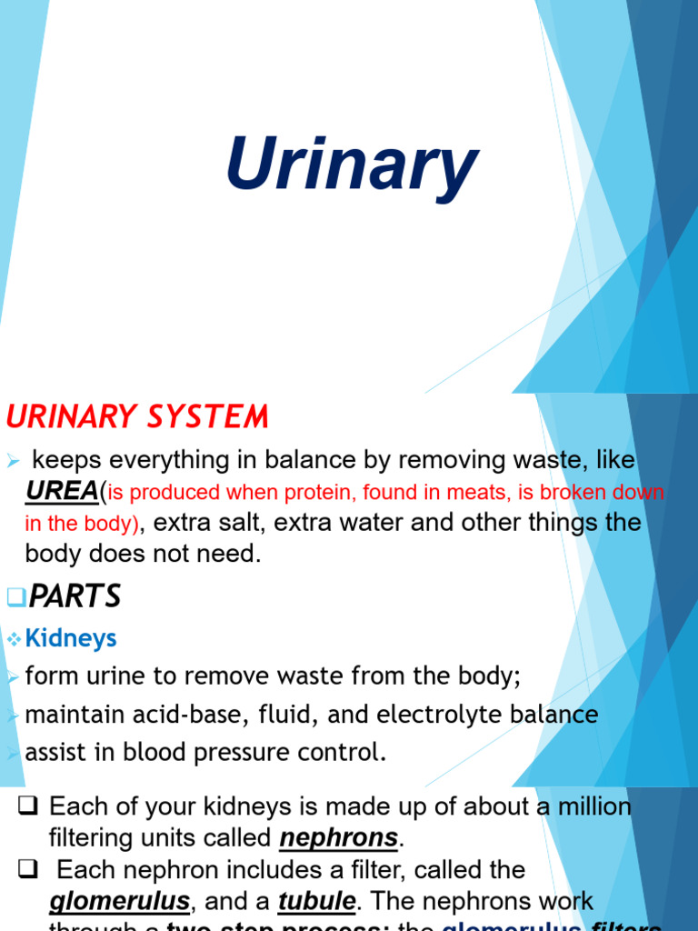 Urinary | PDF | Kidney | Urinary System