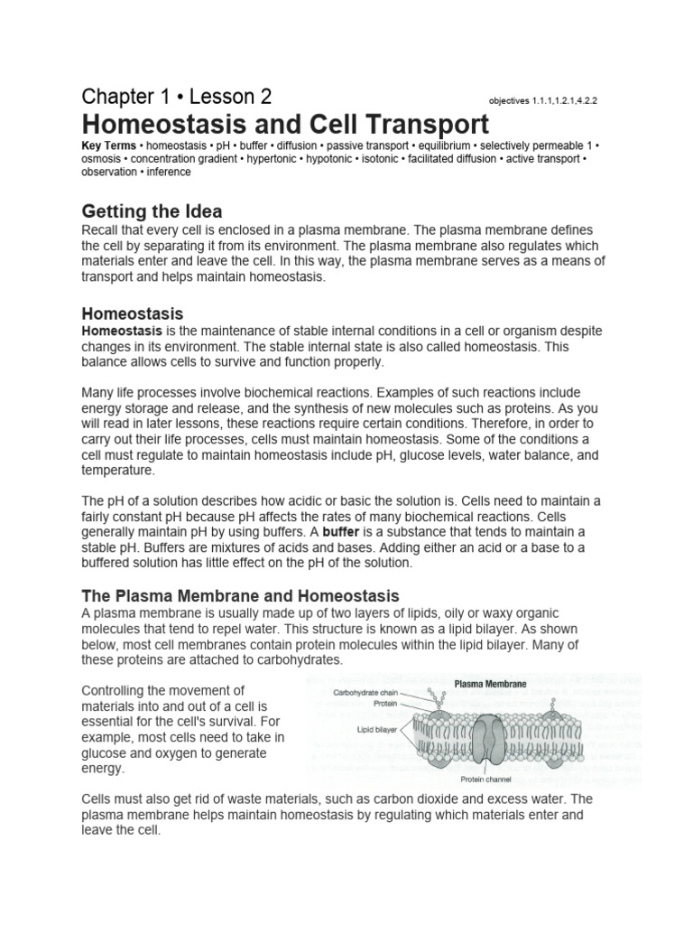 Chapter 1 Cell Biology Lesson 2 | PDF | Cell Membrane | Osmosis