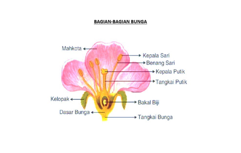 Bagian-Bagian Bunga | PDF