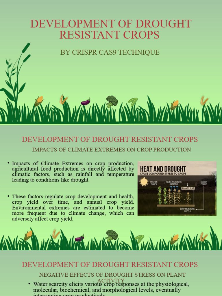 Drought Resistant Crops | PDF | Gene | Genetic Engineering