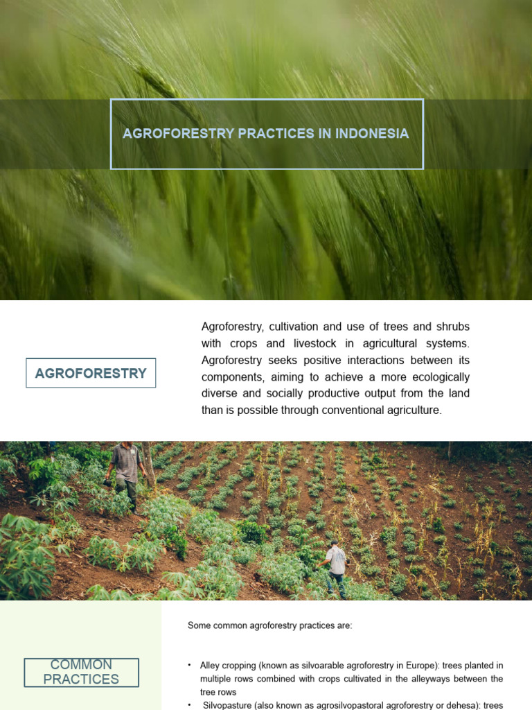 AGROFORESTRY | PDF | Agriculture | Natural Environment