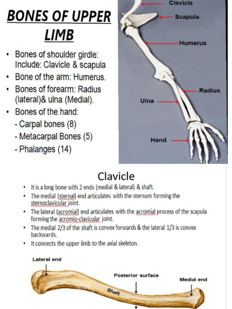 Upper Limb Anatomy | PDF