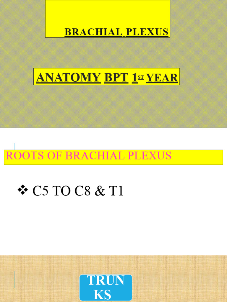 Brachial Plexus | PDF | Social Science