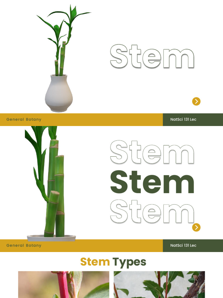 Lesson 6 - Stem | PDF | Plant Stem | Plant Physiology