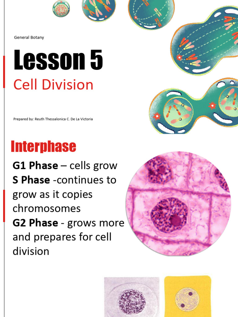 Lesson 5 - Mitosis | PDF | Mitosis | Cell Cycle