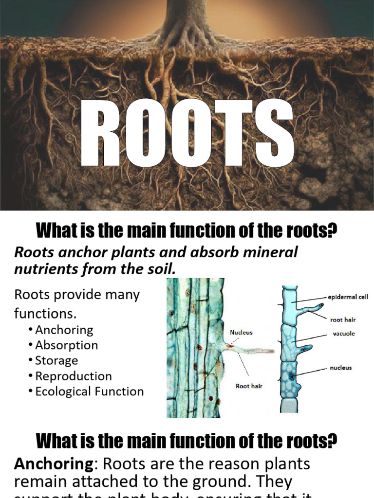 Roots | PDF | Root | Morphology (Biology)