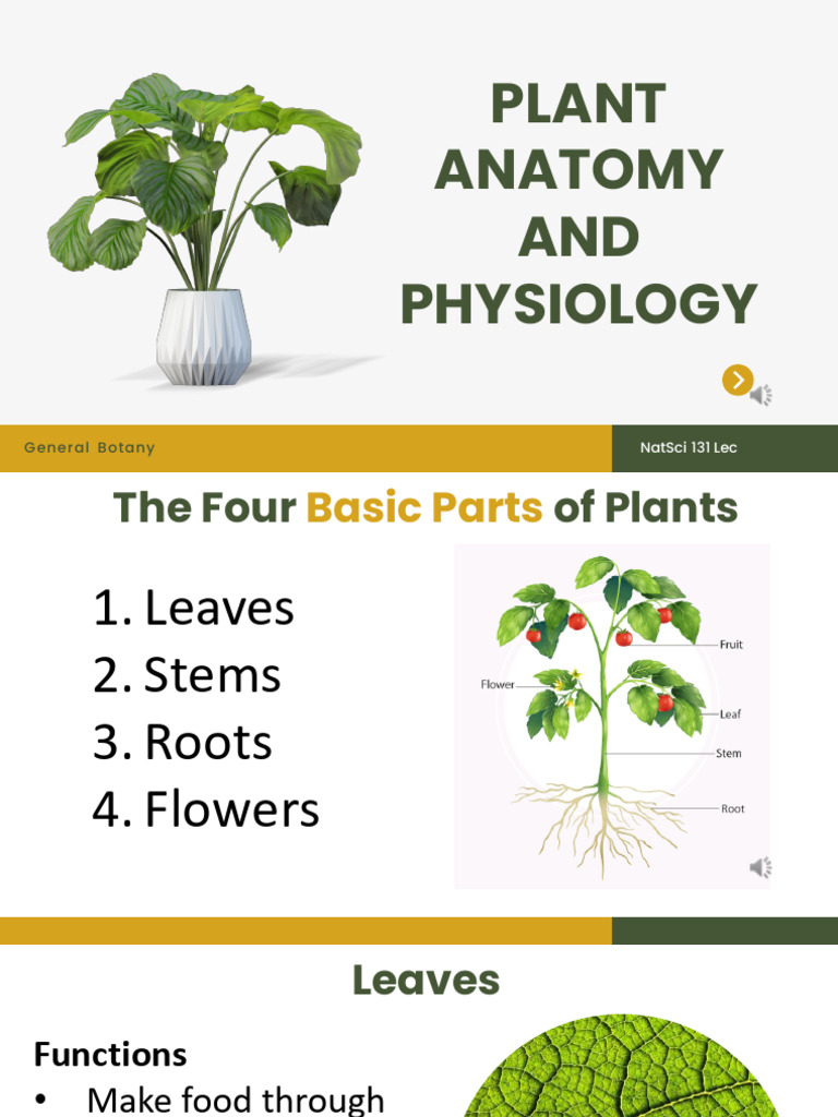 Lesson 4 - Plant Anatomy and Physiology | PDF | Plant Stem | Leaf