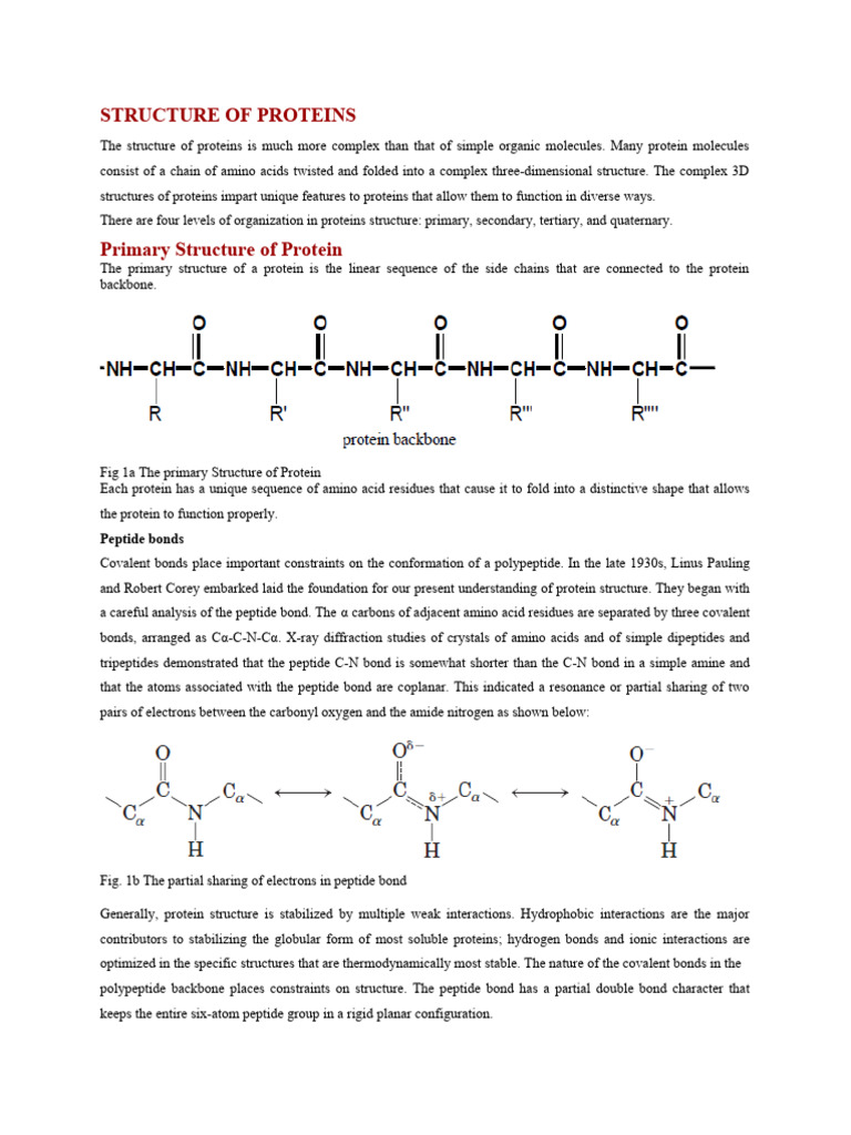 Structure of Proteins | PDF | Protein Structure | Alpha Helix