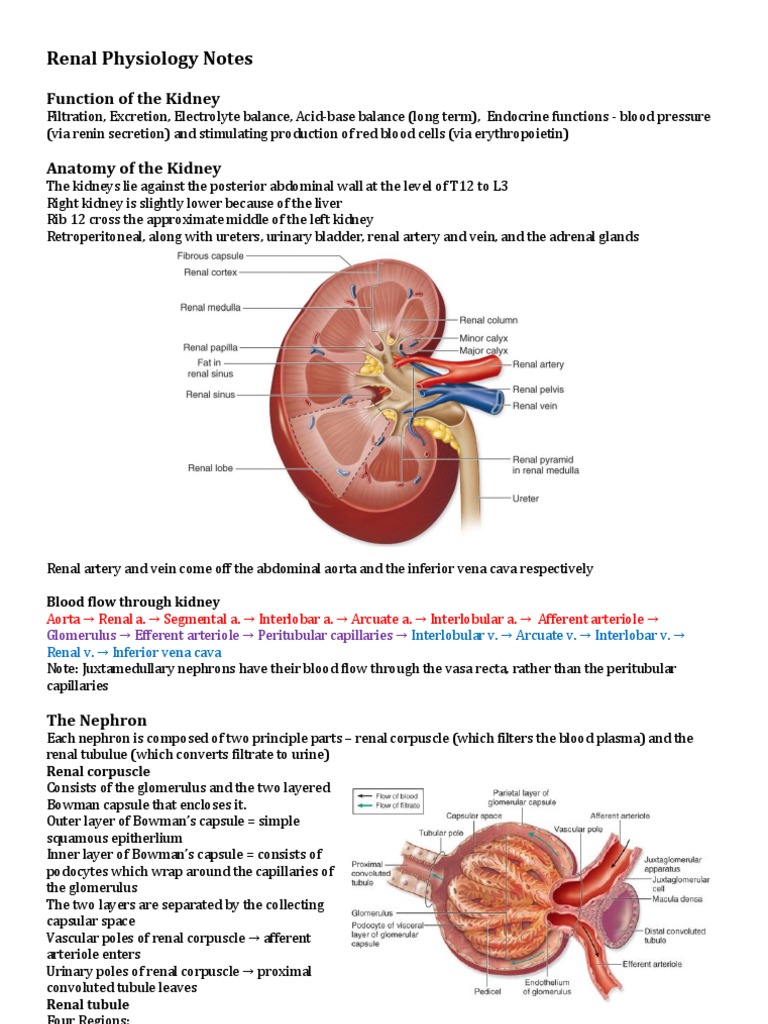 Overview of Renal Physiology | PDF | Kidney | Angiotensin