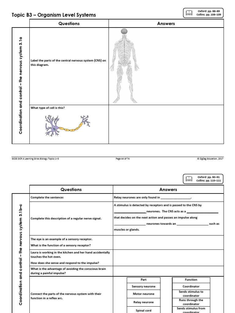 B3 Learning Grids | PDF | Menstrual Cycle | Central Nervous System