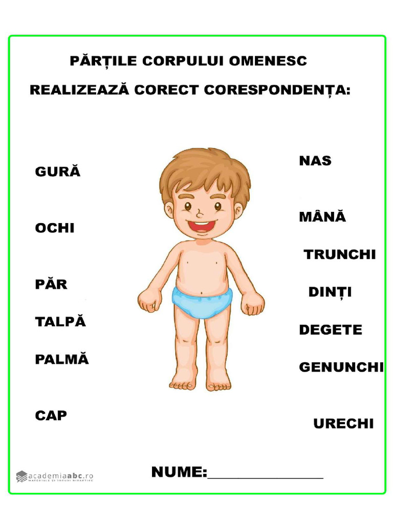 Partile-corpului-omenesc clasa pregatitoare | PDF