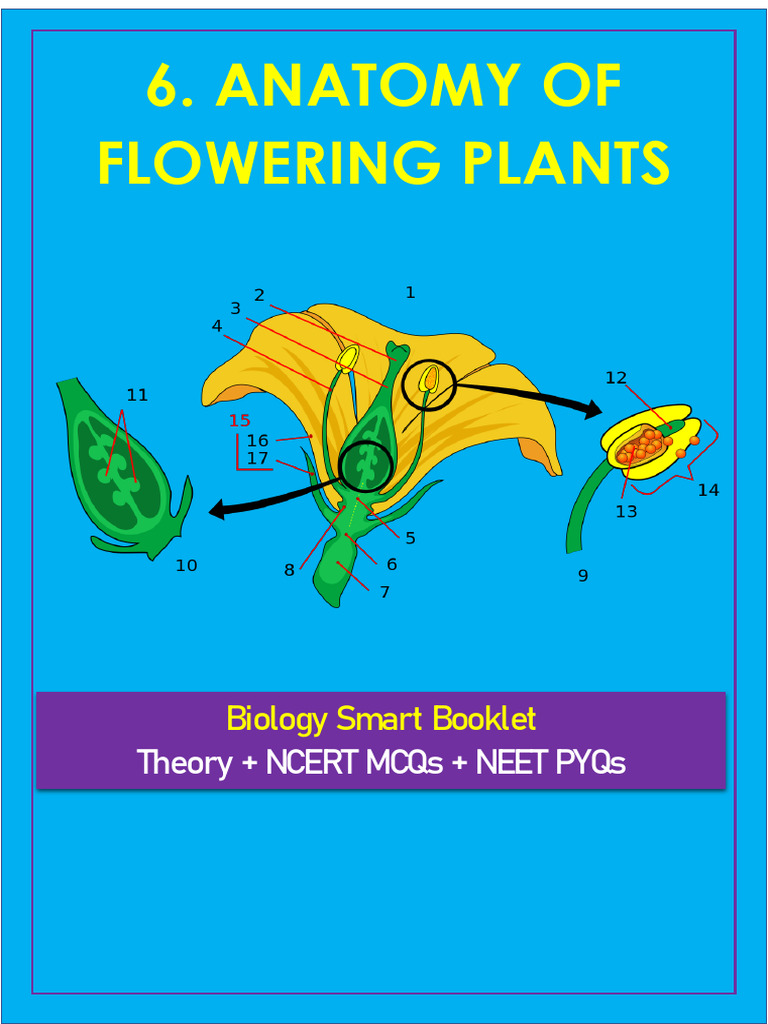 6.anatomy of Flowering Plants-F | PDF | Plant Stem | Tissue (Biology)